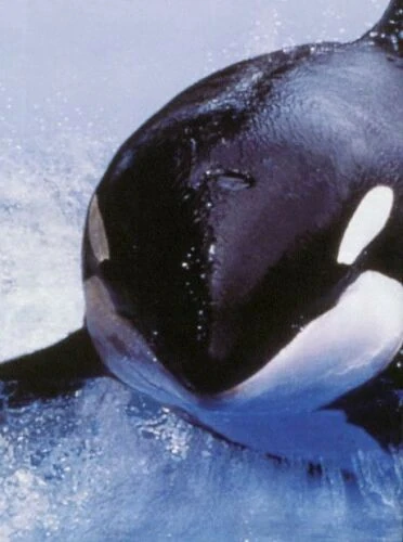 Category:Kalina's Gallery | Orca Pod Wiki | Fandom