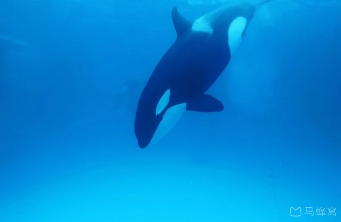 Category:Dora's Gallery | Orca Pod Wiki | Fandom