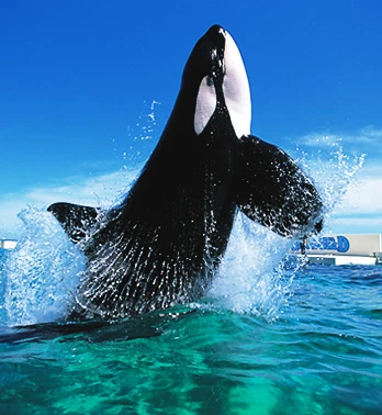 Category:Oscar's Gallery | Orca Pod Wiki | Fandom
