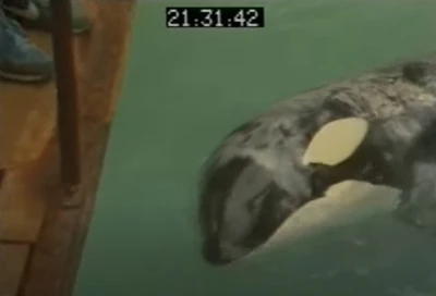 Category:Nemo's Gallery | Orca Pod Wiki | Fandom