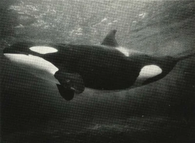 Category:Orky's Gallery | Orca Pod Wiki | Fandom