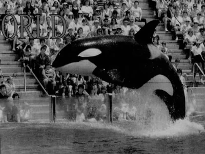 Category:Kenau's Gallery | Orca Pod Wiki | Fandom