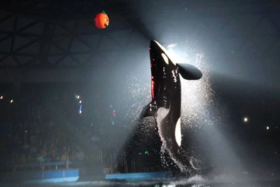 Category:Tuar's Gallery | Orca Pod Wiki | Fandom