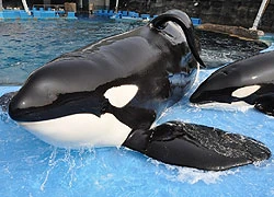 Category:Bingo's Gallery | Orca Pod Wiki | Fandom