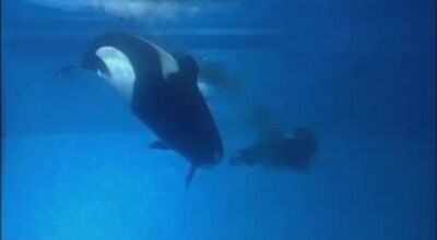 Category:Taku's Gallery | Orca Pod Wiki | Fandom