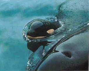 Category:Spooky | Orca Pod Wiki | Fandom