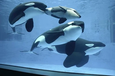 Category:Bingo's Gallery | Orca Pod Wiki | Fandom