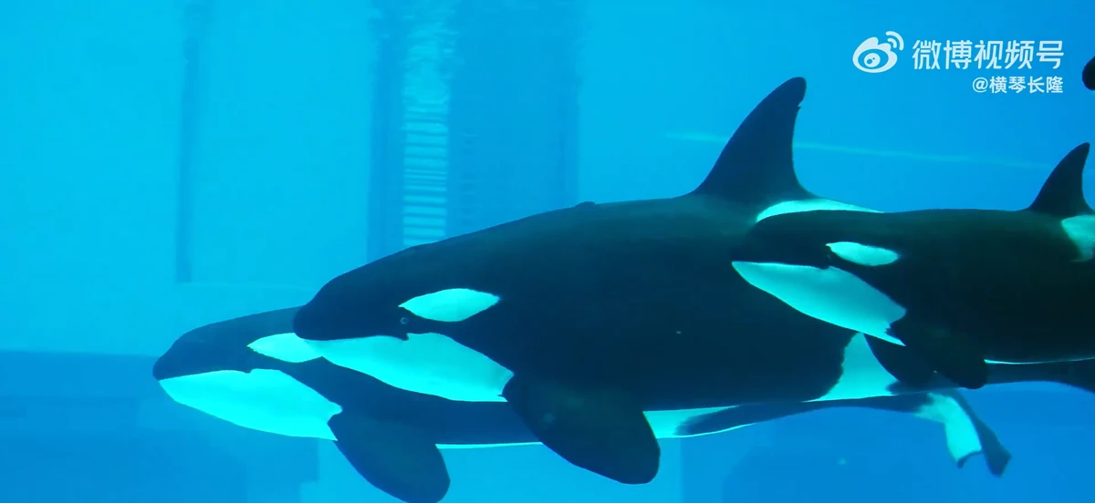 Category:Yilong's Gallery | Orca Pod Wiki | Fandom