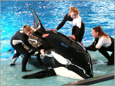 Category:Unna's Gallery | Orca Pod Wiki | Fandom