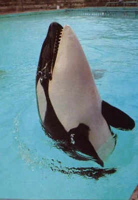 Category:Winnie's Gallery | Orca Pod Wiki | Fandom
