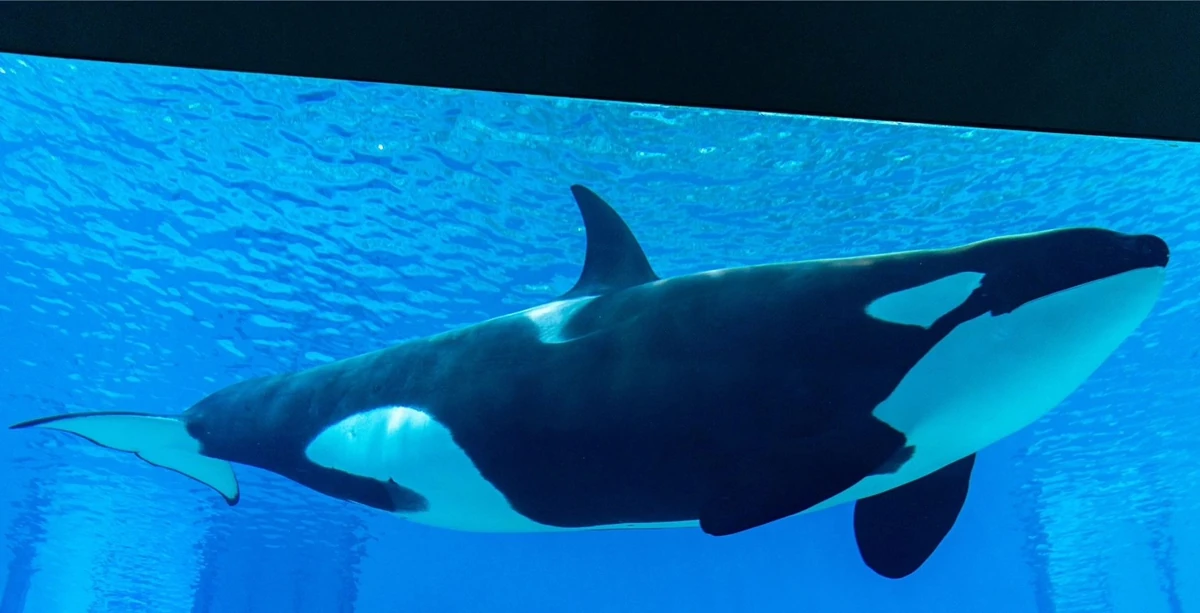 Category:Katenka | Orca Pod Wiki | Fandom