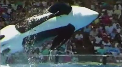 Category:Kanduke's Gallery | Orca Pod Wiki | Fandom