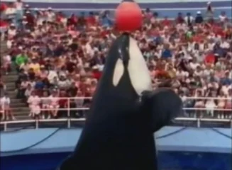 Category:Orky 2's Gallery | Orca Pod Wiki | Fandom