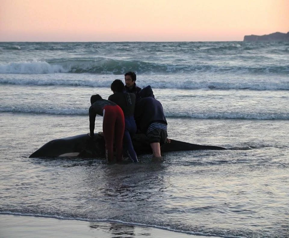 Category:KSW-OO-S0601 | Orca Pod Wiki | Fandom