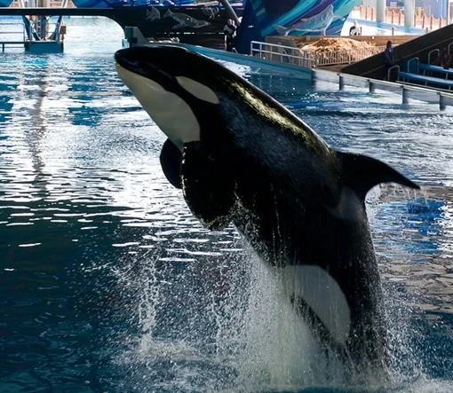 Category:Tuar | Orca Pod Wiki | Fandom