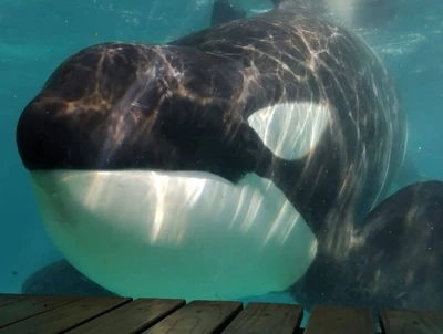 Category:Kshamenk's Gallery | Orca Pod Wiki | Fandom