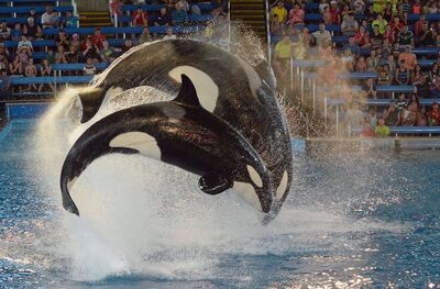 Category:Kyuquot's Gallery | Orca Pod Wiki | Fandom