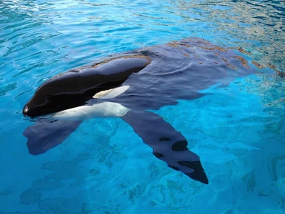 Category:Bingo's Gallery | Orca Pod Wiki | Fandom