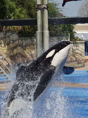 Category:Taku's Gallery | Orca Pod Wiki | Fandom