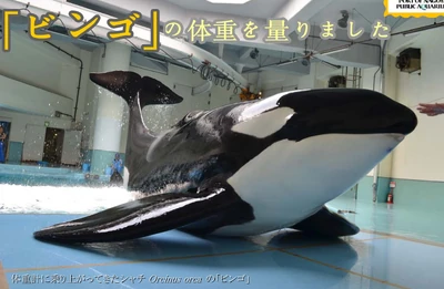 Category:Bingo's Gallery | Orca Pod Wiki | Fandom