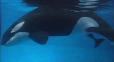 Category:Taku's Gallery | Orca Pod Wiki | Fandom