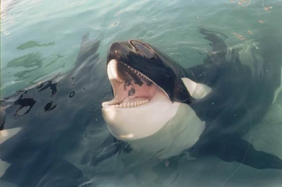 Category:Betty's Gallery | Orca Pod Wiki | Fandom