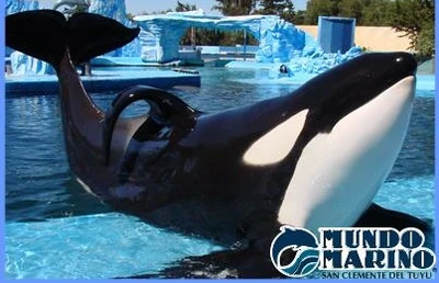 Category:Kshamenk's Gallery | Orca Pod Wiki | Fandom