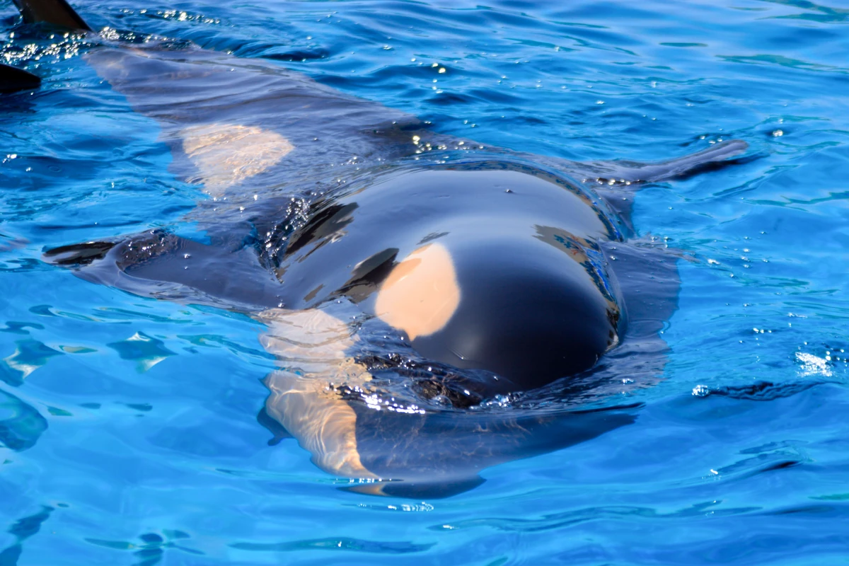 Category:Ran 2's Gallery | Orca Pod Wiki | Fandom