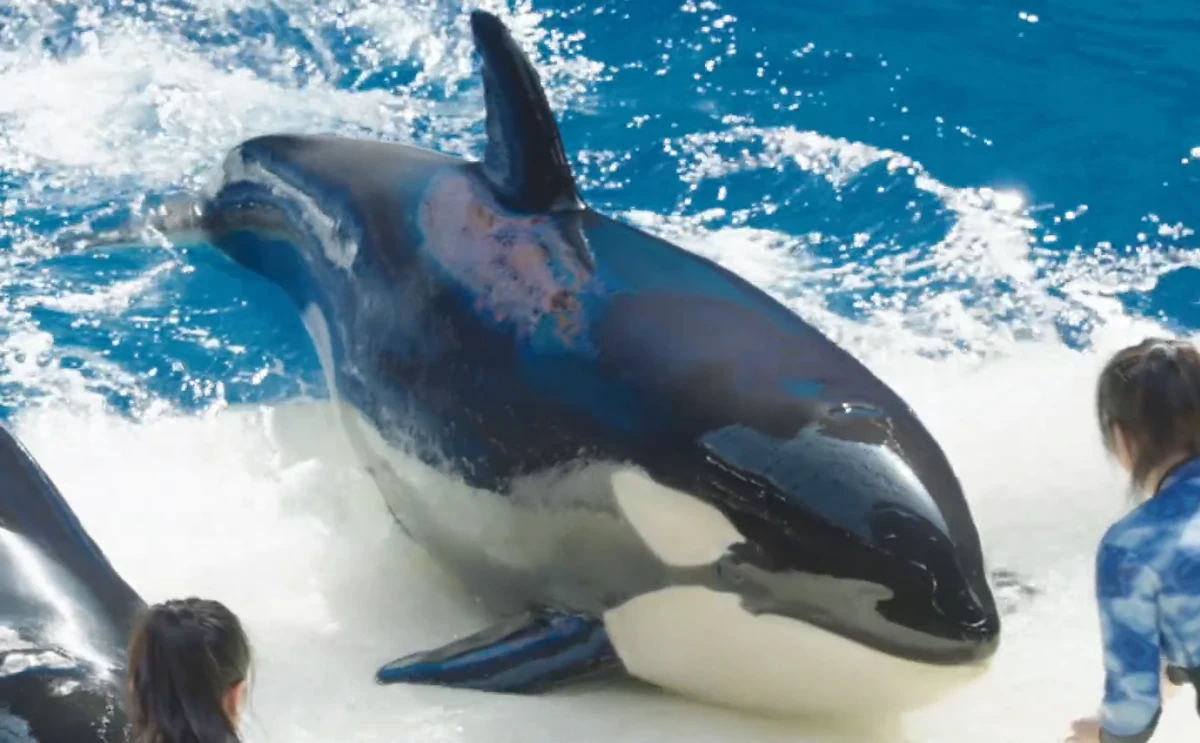 Category:Bowen | Orca Pod Wiki | Fandom