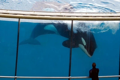 Category:Freya's Gallery | Orca Pod Wiki | Fandom