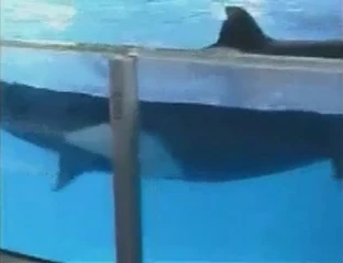 Category:Halyn's Gallery | Orca Pod Wiki | Fandom