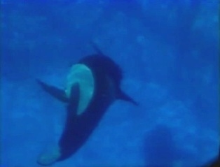 Category:Kenau's Gallery | Orca Pod Wiki | Fandom