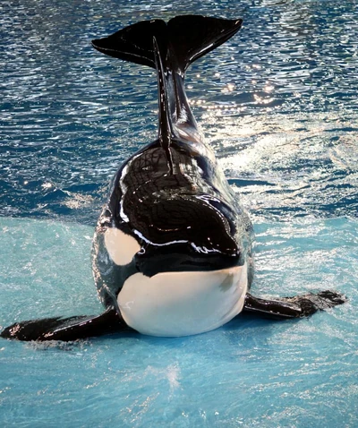 Category:Takara's Gallery | Orca Pod Wiki | Fandom