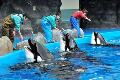 Category:Bingo's Gallery | Orca Pod Wiki | Fandom