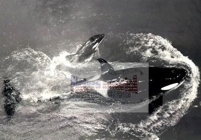 Category:Taku's Gallery | Orca Pod Wiki | Fandom