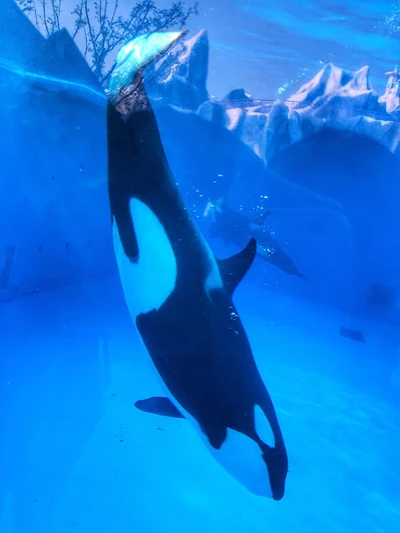 Category:Dora's Gallery | Orca Pod Wiki | Fandom