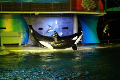 Category:Inouk's Gallery | Orca Pod Wiki | Fandom