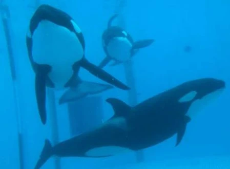 Category:Bingo's Gallery | Orca Pod Wiki | Fandom