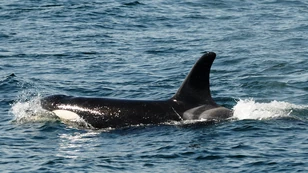 Category:Springer | Orca Pod Wiki | Fandom