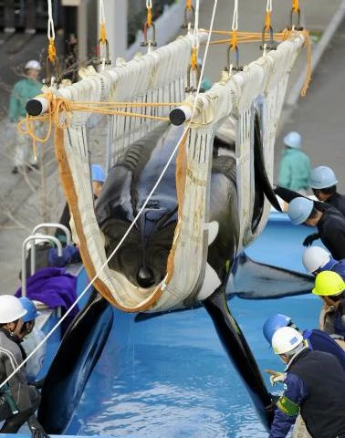 Category:Bingo's Gallery | Orca Pod Wiki | Fandom