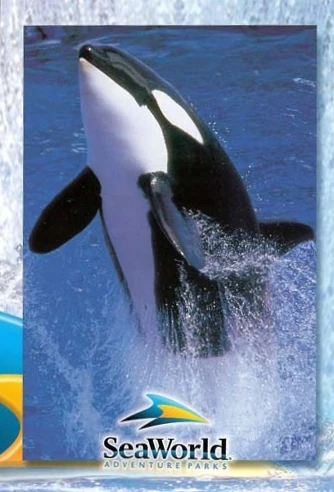 Category:Kasatka's Gallery | Orca Pod Wiki | Fandom