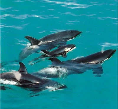 Category:Sarah's Gallery | Orca Pod Wiki | Fandom