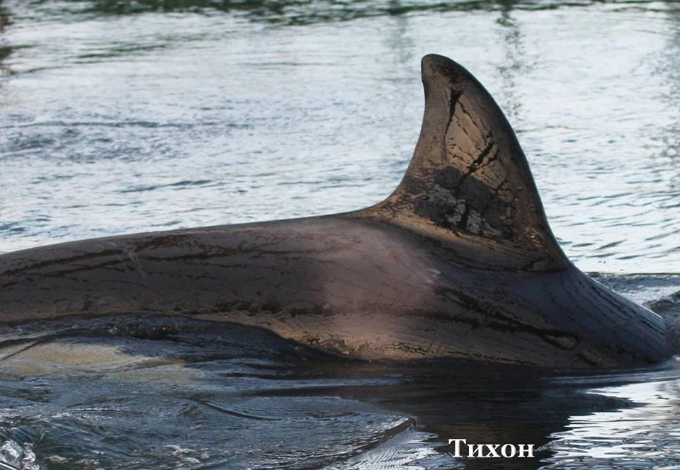 Category:Tihon | Orca Pod Wiki | Fandom