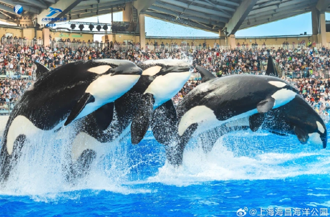 Category:Dora's Gallery | Orca Pod Wiki | Fandom