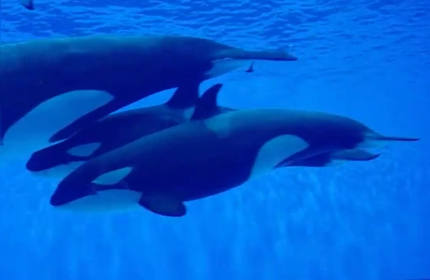 Category:Jingxi | Orca Pod Wiki | Fandom