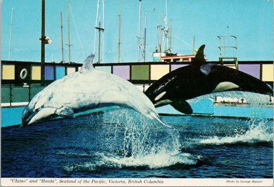 Category:Chimo's Gallery | Orca Pod Wiki | Fandom