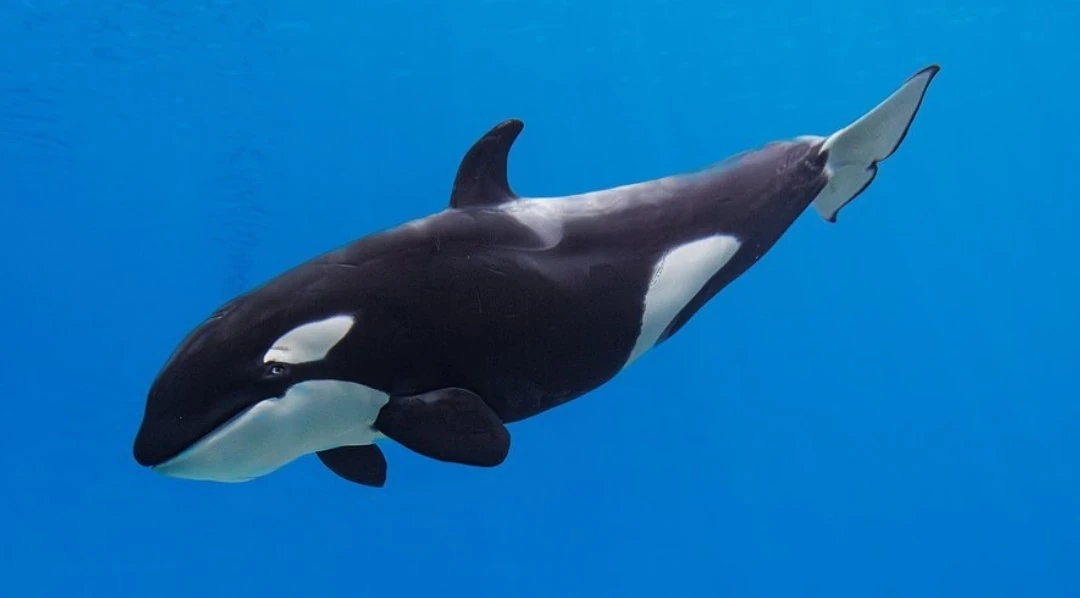 Category:Loki | Orca Pod Wiki | Fandom
