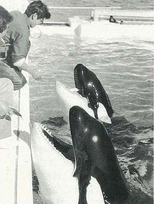 Category:Bingo's Gallery | Orca Pod Wiki | Fandom