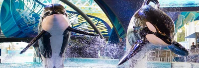 Category:Kyuquot's Gallery | Orca Pod Wiki | Fandom