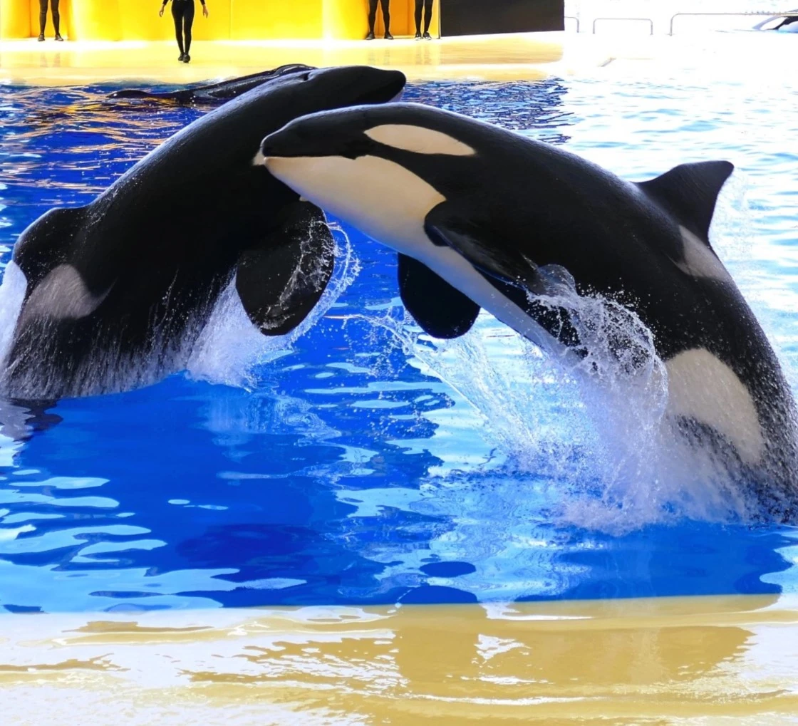 Category:Adán's Gallery | Orca Pod Wiki | Fandom